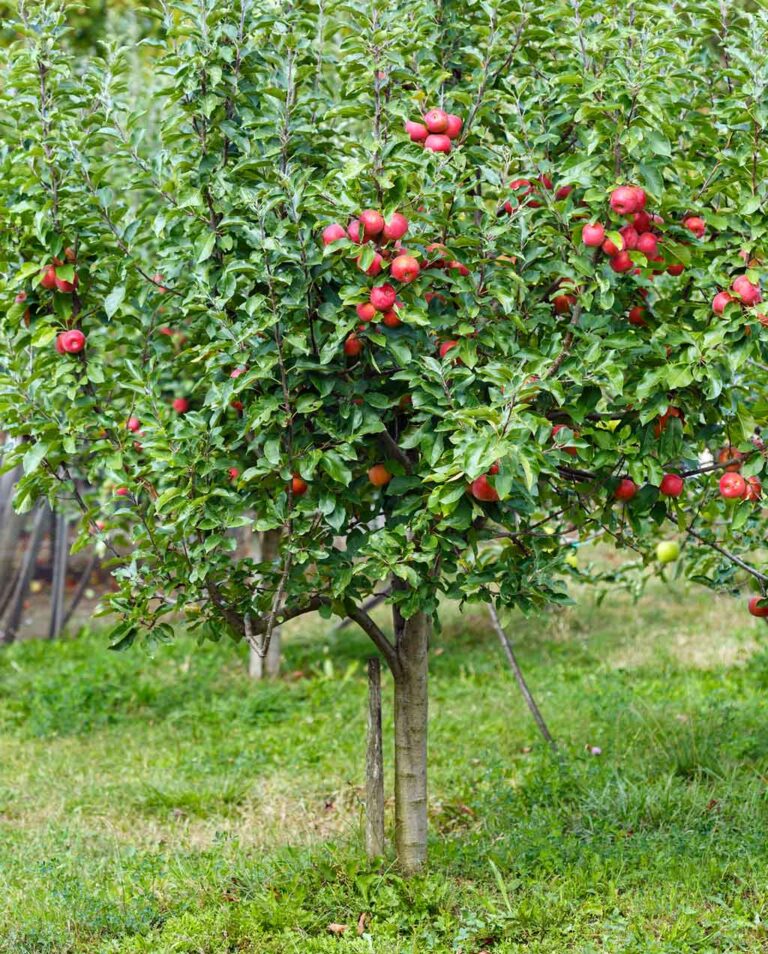Obstbäume im Garten - Sorten, Einpflanzen und Pflege - Schlauerbauen.de